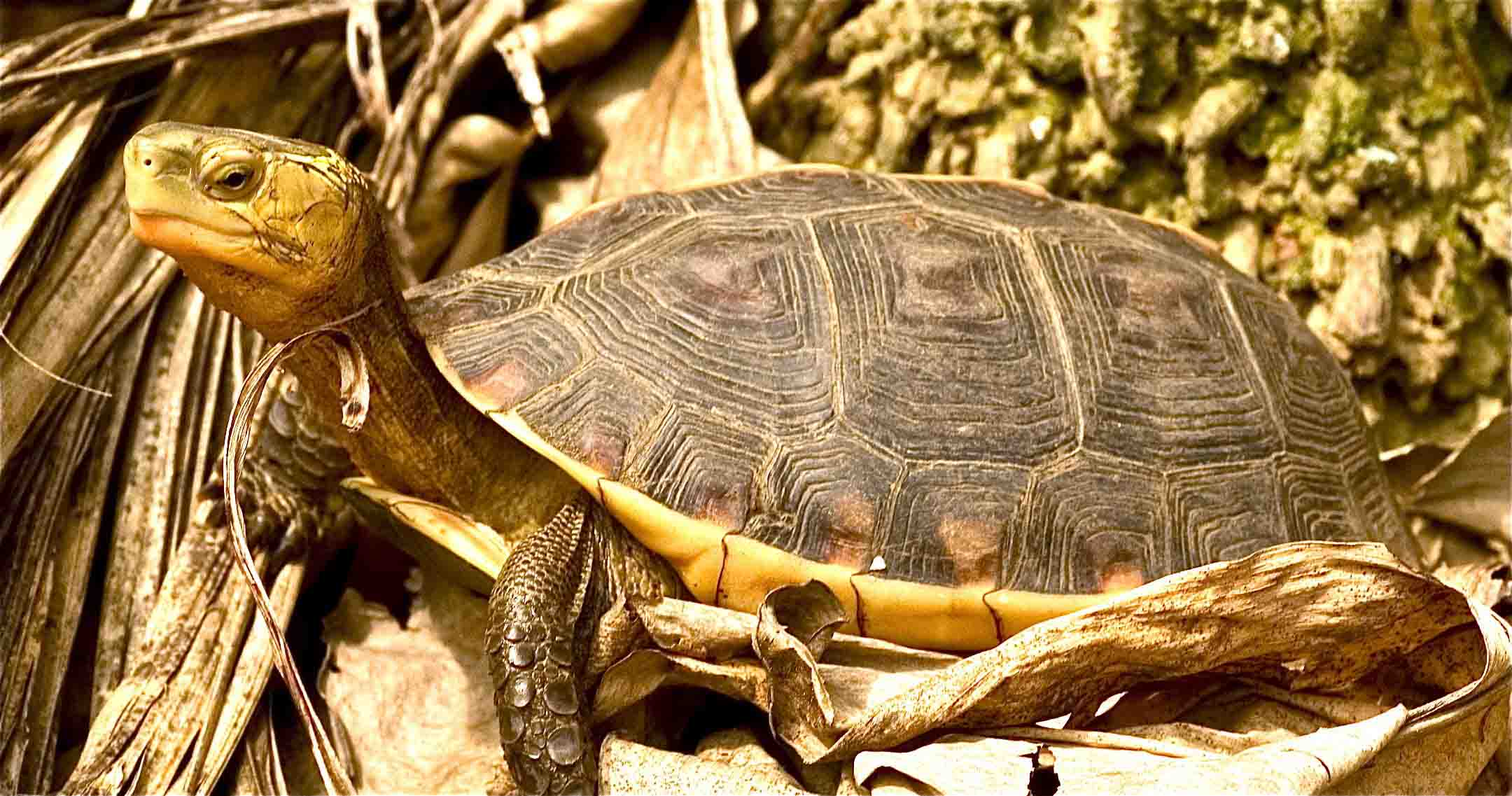 cuora - JungleKey.fr Image