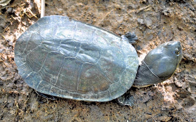 Dahl's toad headed turtle - Alchetron, the free social encyclopedia