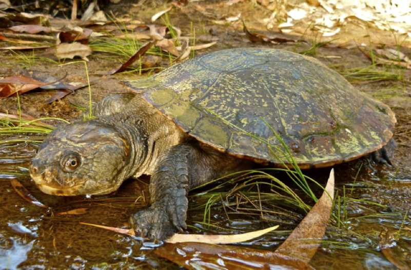 Myuchelys - Alchetron, The Free Social Encyclopedia