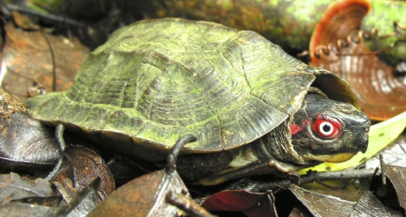 Cane turtle - Alchetron, The Free Social Encyclopedia