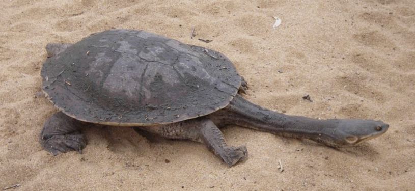 Chelodina - Alchetron, The Free Social Encyclopedia